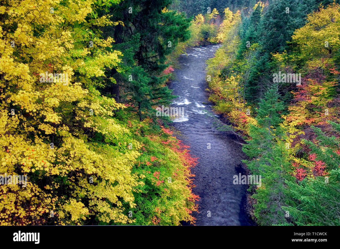 Rogue River and fall color. Rogue River Wild and Scenic River, Oregon ...