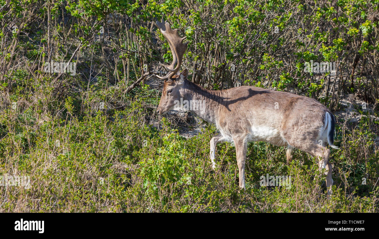 beautiful brown spotted fallow deer standing between bushes in forest ...
