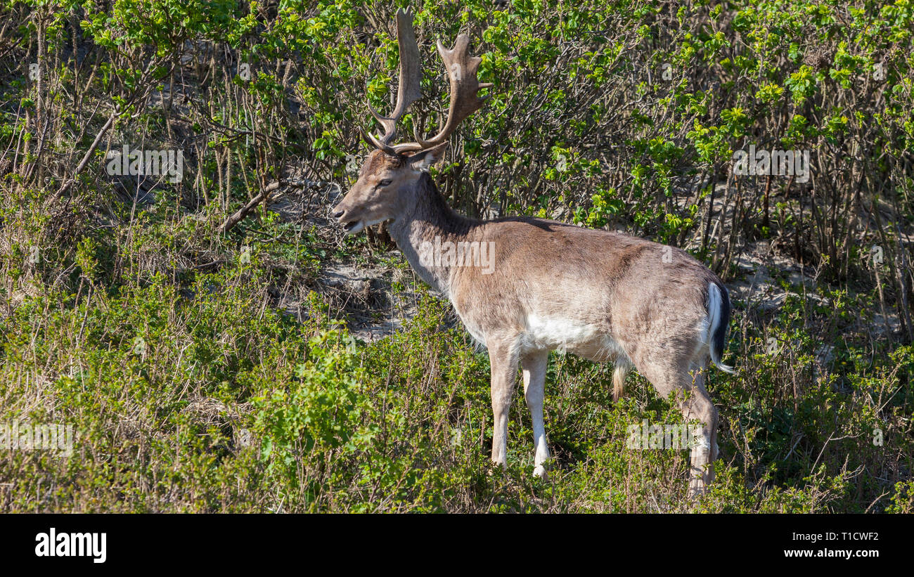 beautiful brown spotted fallow deer standing between bushes in forest ...