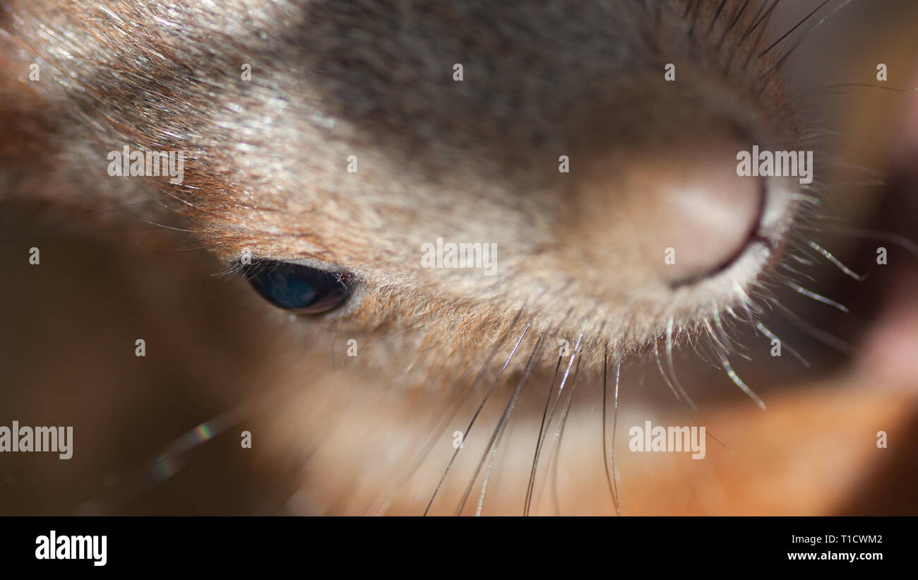 Chipmunk nose hi-res stock photography and images - Alamy