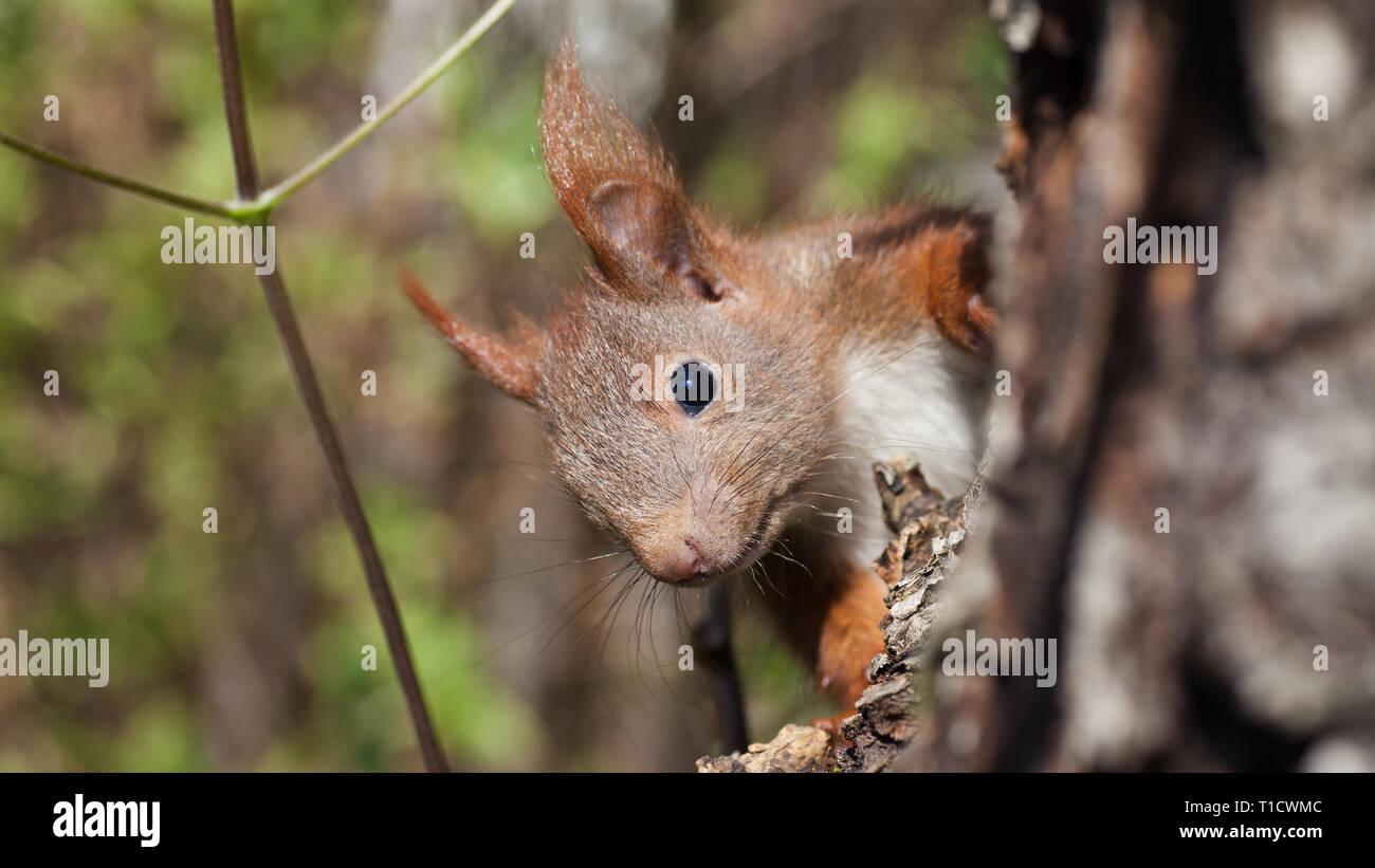 Squirrel teeth hi-res stock photography and images - Alamy