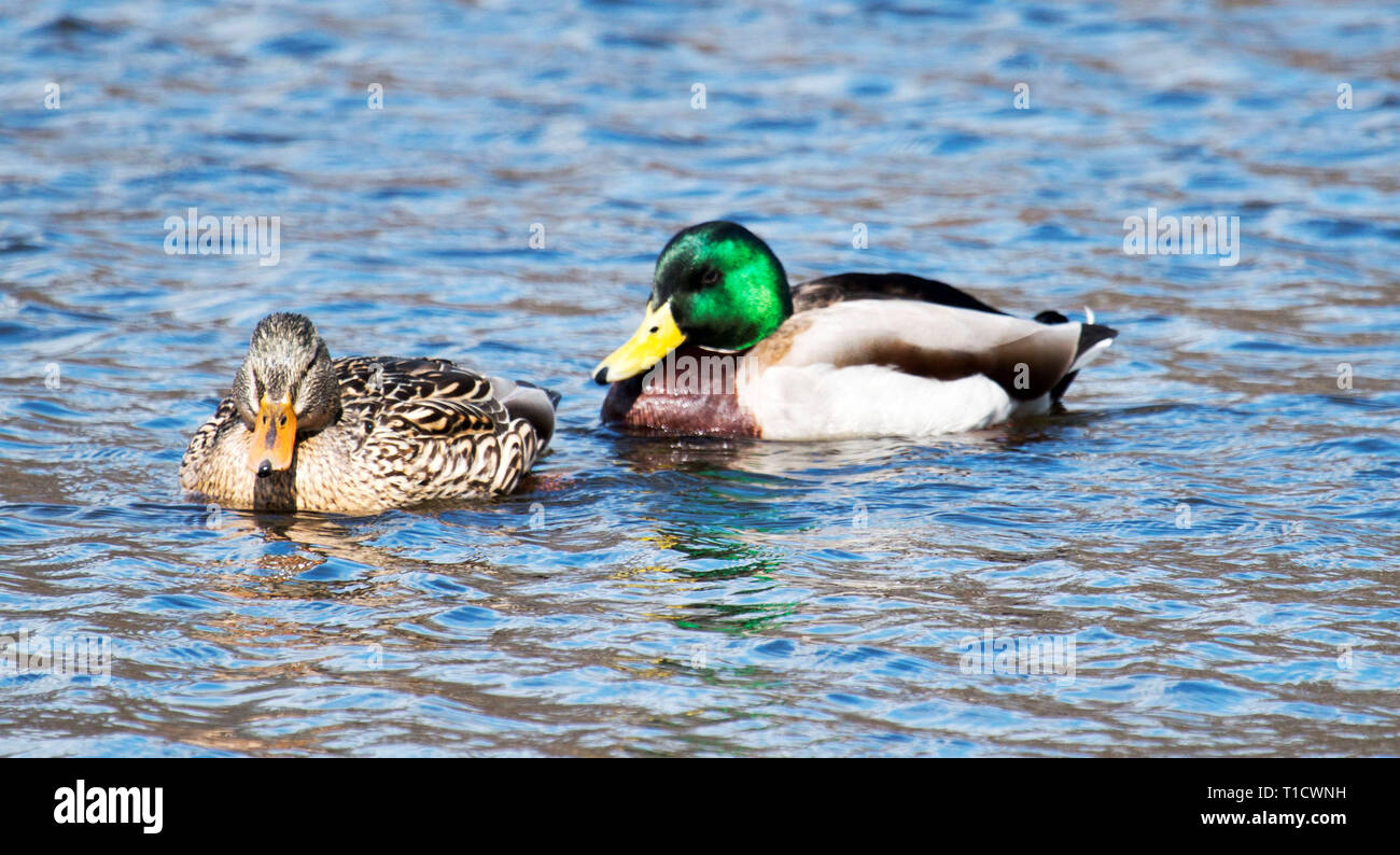 Two ducks, a male and a female mallards, swimming together in Belmont ...