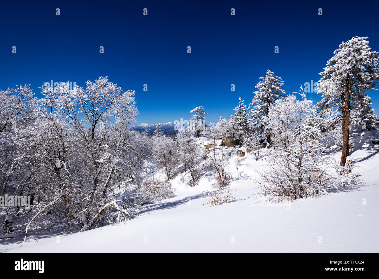 Snow dusted pines in the San Bernardino Mountains above Lake Arrowhead ...