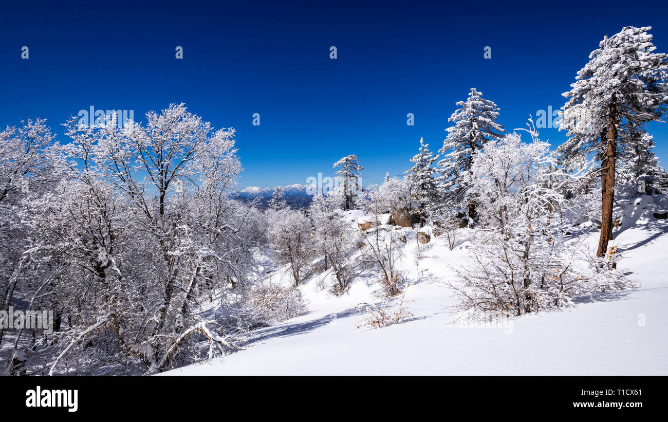 Snow dusted pines in the San Bernardino Mountains above Lake Arrowhead ...