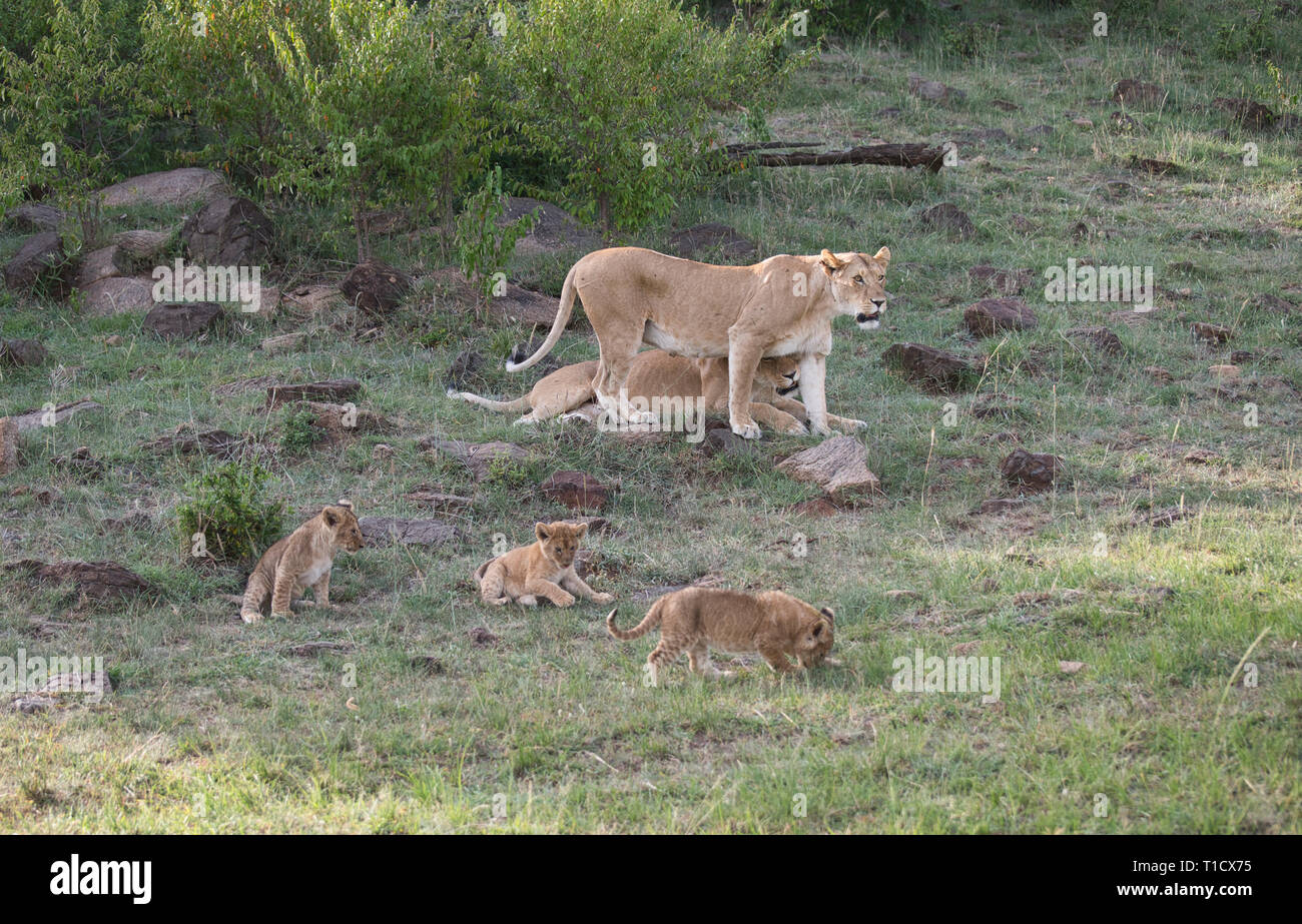 Adult lion hi-res stock photography and images - Alamy