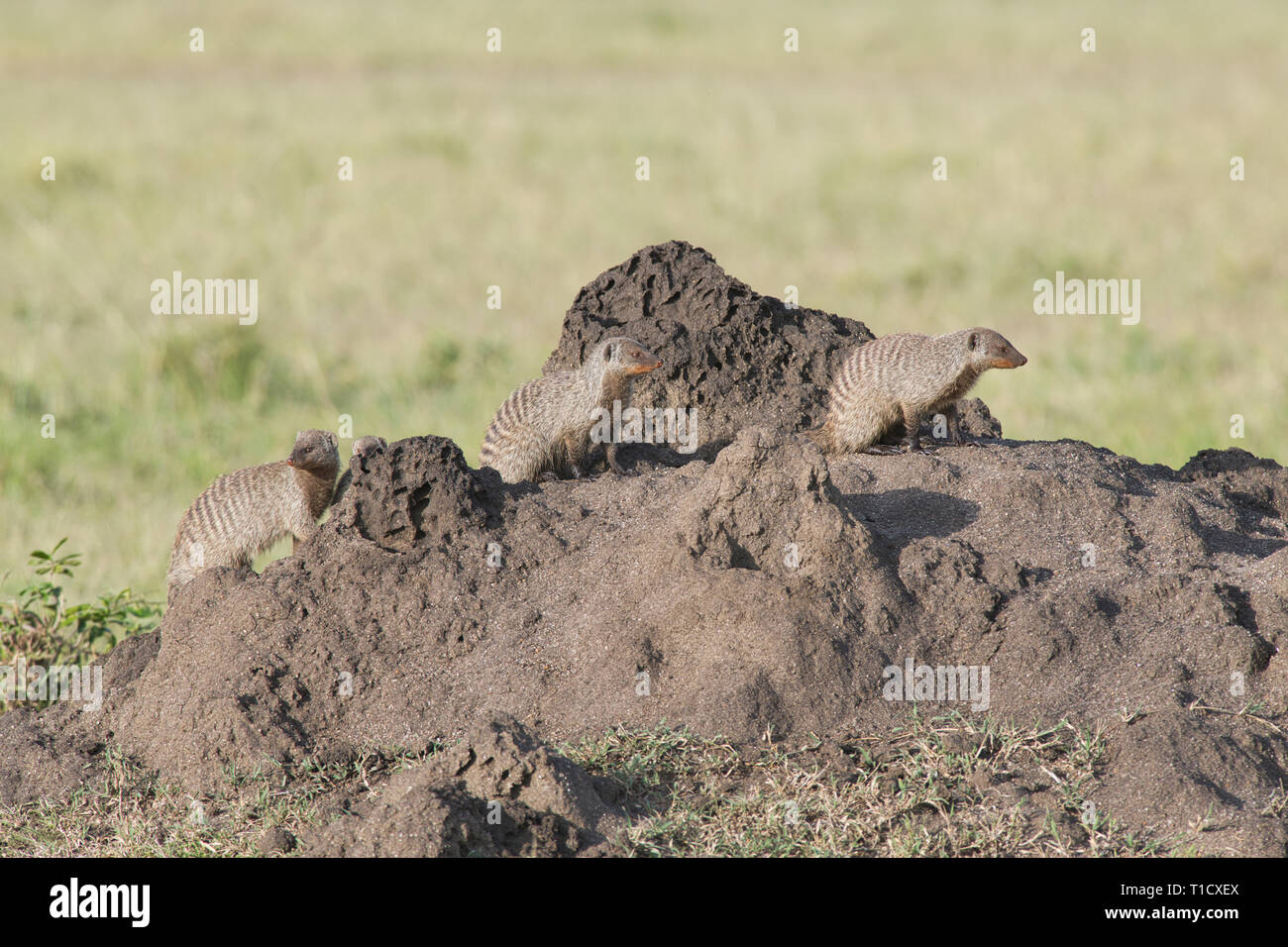 Banded mongooses (Mungos mungo) on a termite mound Stock Photo - Alamy