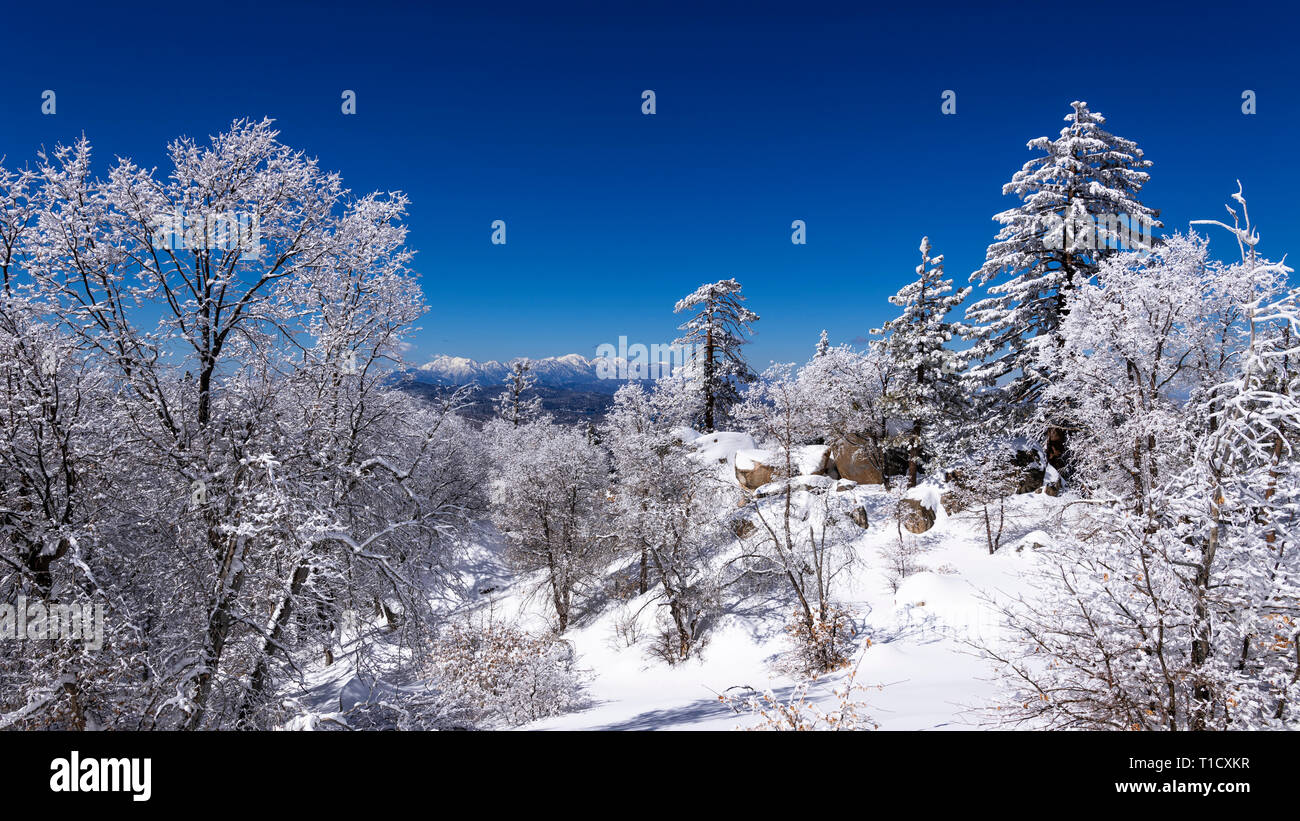 Snow dusted pines in the San Bernardino Mountains, San Bernardino ...