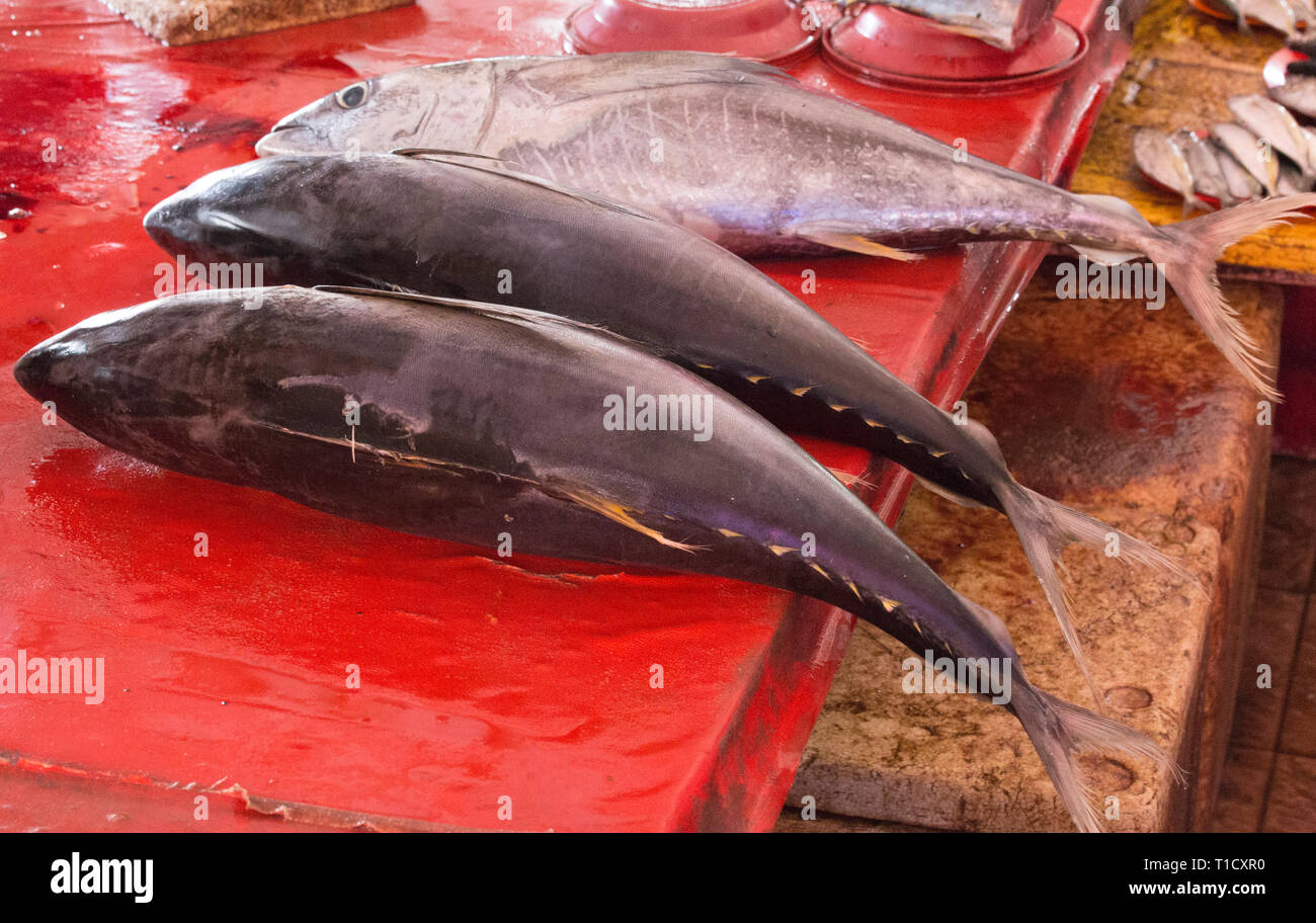 Three big tuna fish at market in Indonesia Stock Photo - Alamy