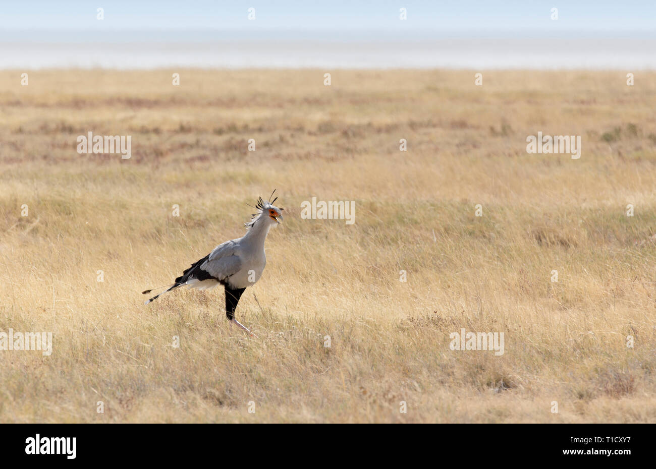 Secretary bird in Etosha park, in Namibia Stock Photo - Alamy