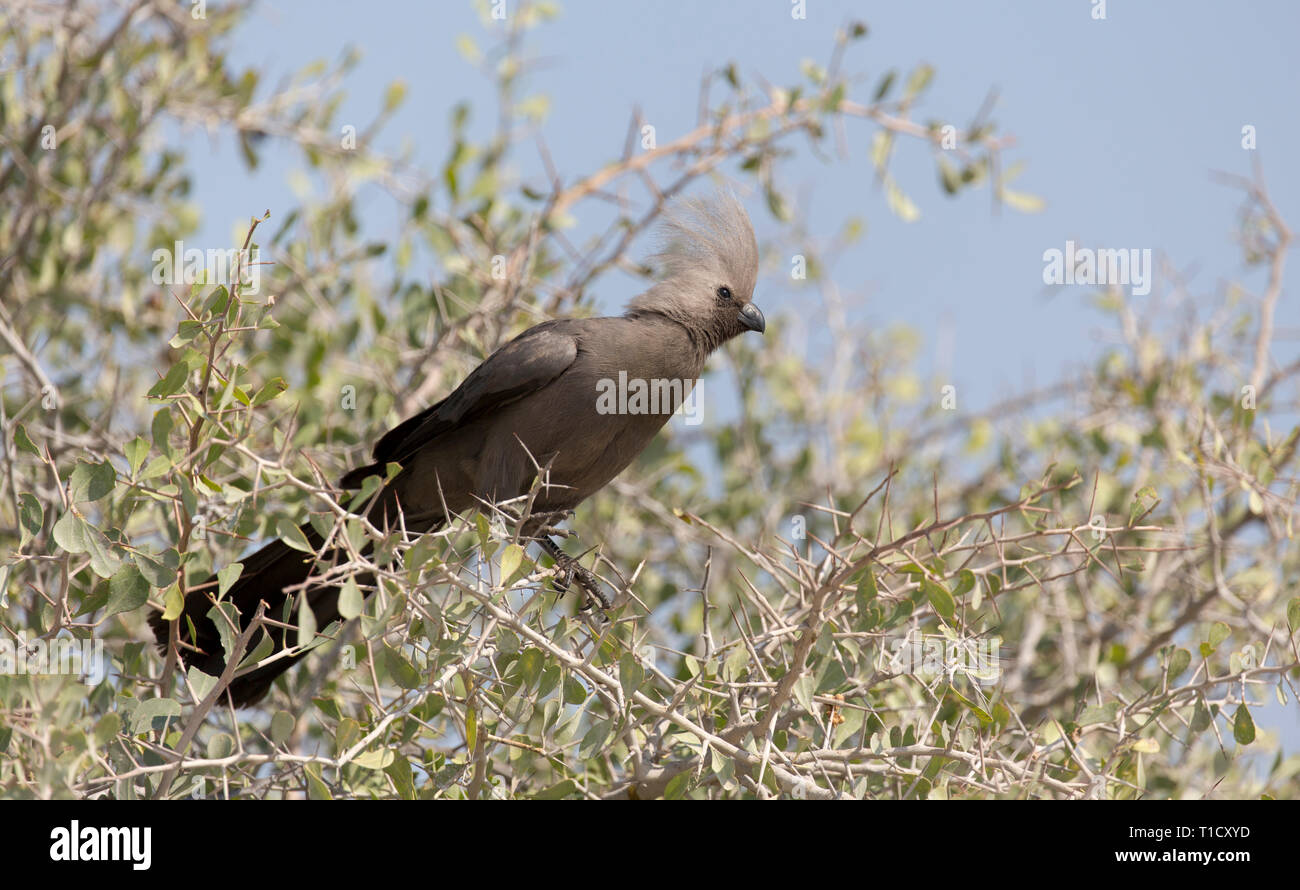 go away bird on a bush in Namibia Stock Photo - Alamy