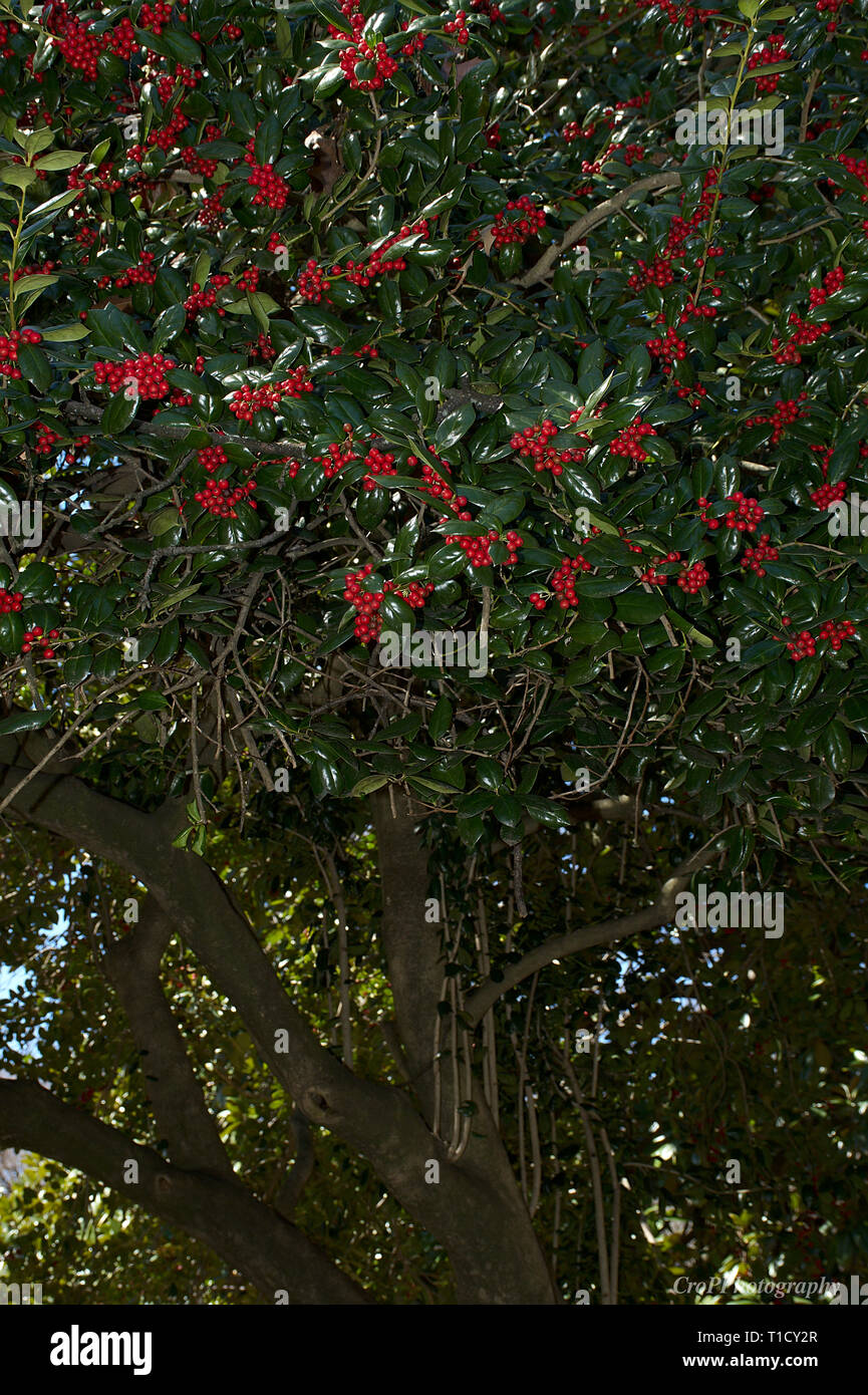 Picture of Burford Holly tree Stock Photo - Alamy