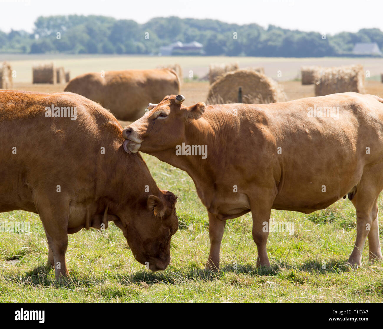 Two cow close up kissing hi-res stock photography and images - Alamy