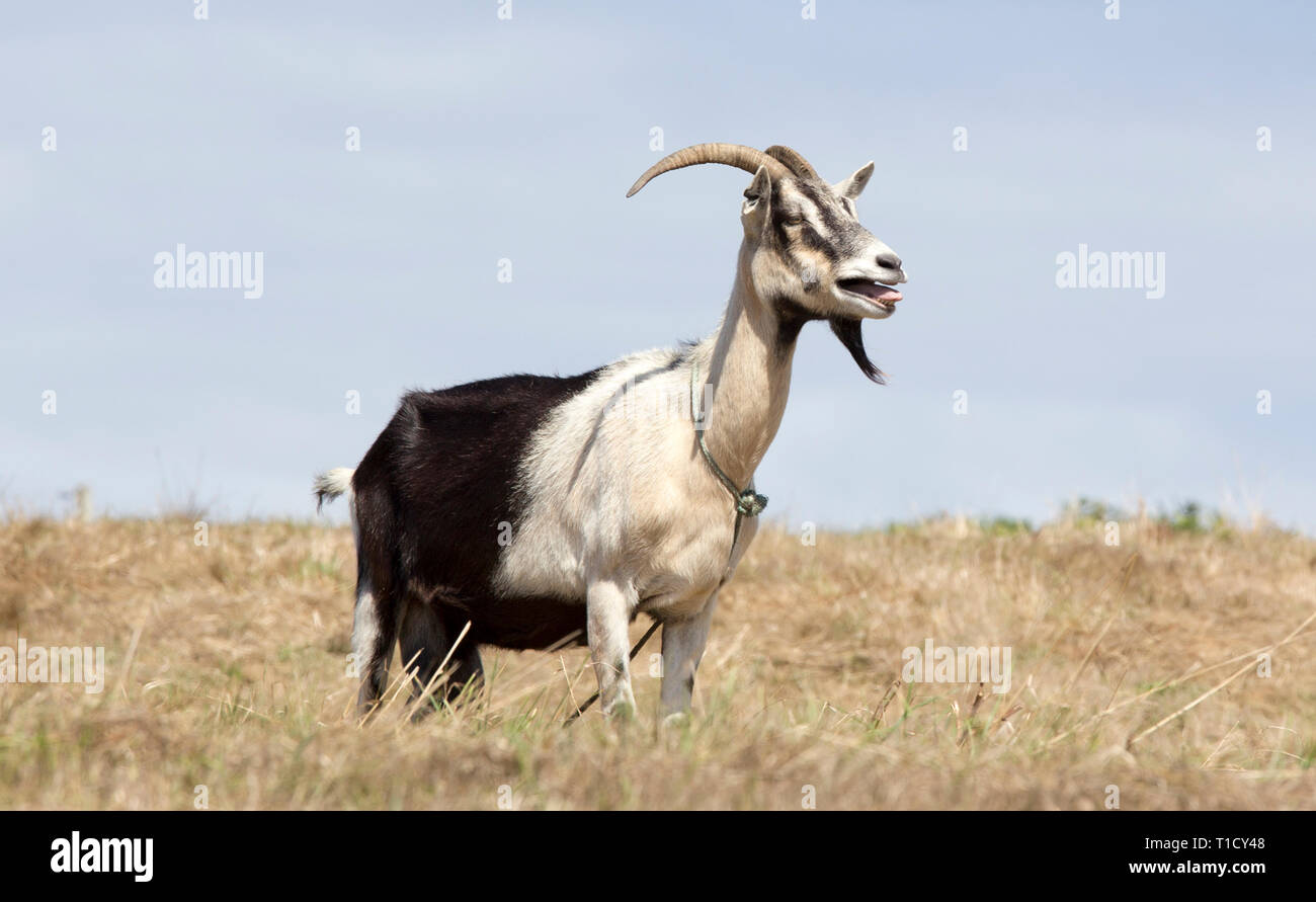 A view of a goat in a garden in Europe Stock Photo - Alamy