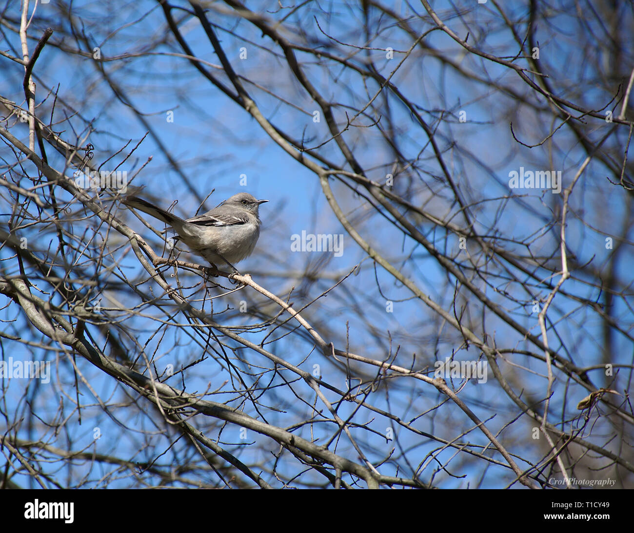 Prayerful Stance High Resolution Stock Photography and Images - Alamy