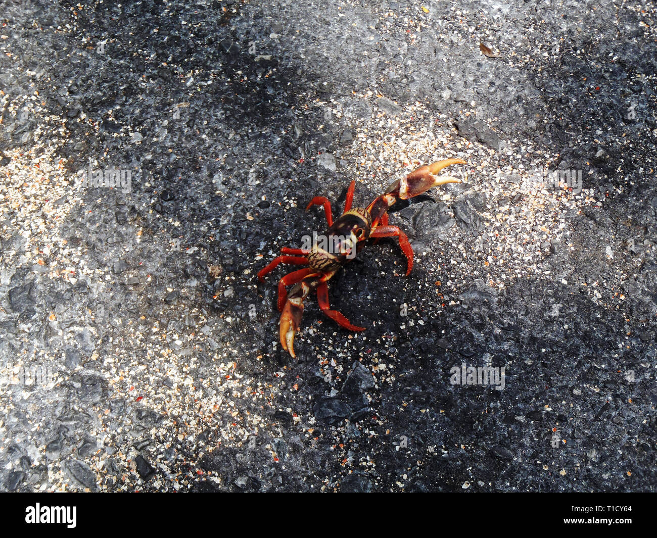 Red crab crossing the street during the annual migration for ...