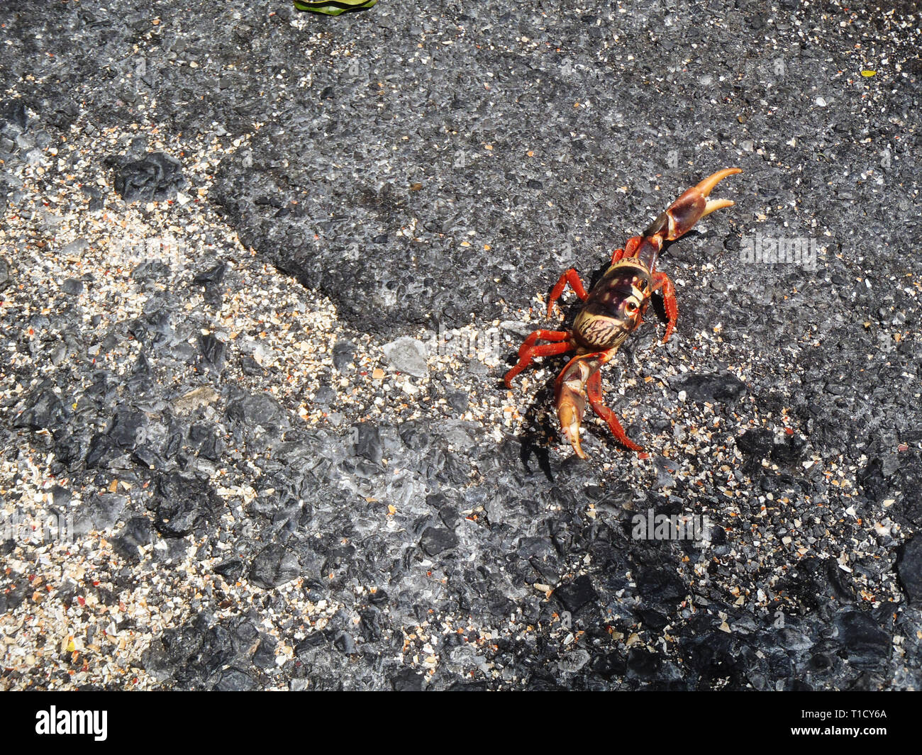 Red crab crossing the street during the annual migration for ...