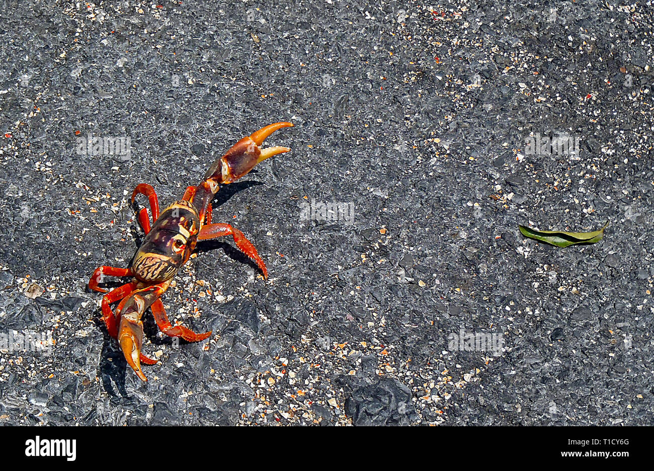 Red crab migration hi-res stock photography and images - Alamy