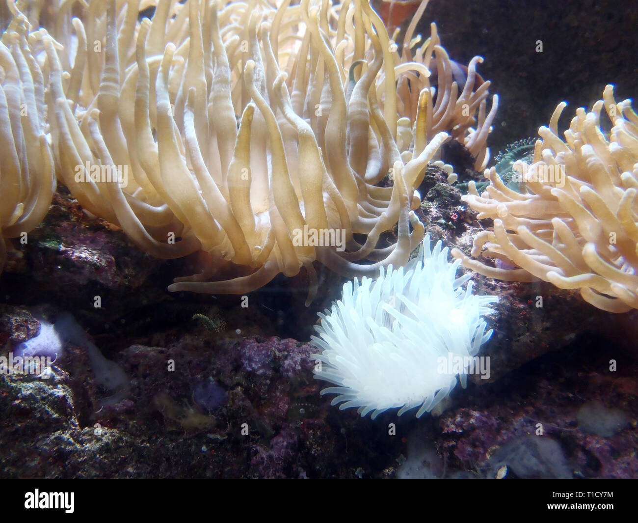 Beautiful Anemone Stock Photo - Alamy