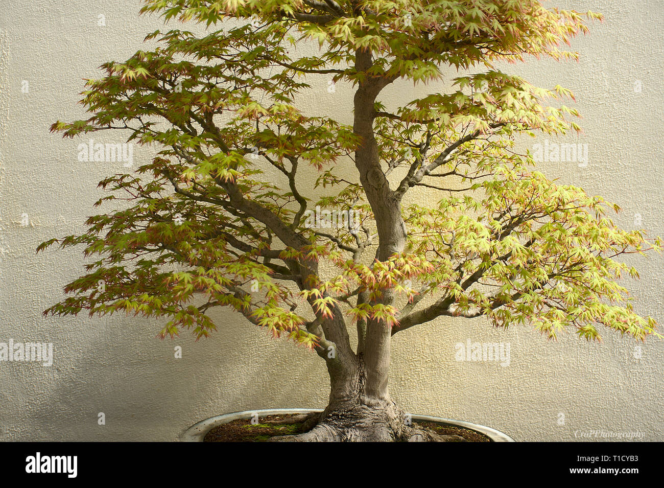 Japanese Maple Bonsai on display Stock Photo - Alamy