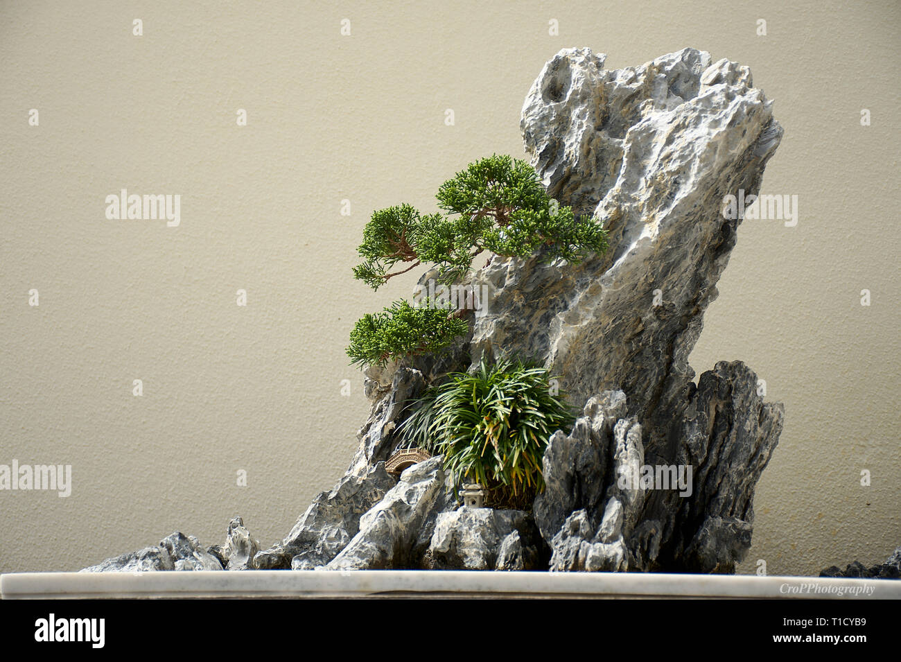 Chinese penjing chinese bonsai tree hi-res stock photography and images ...