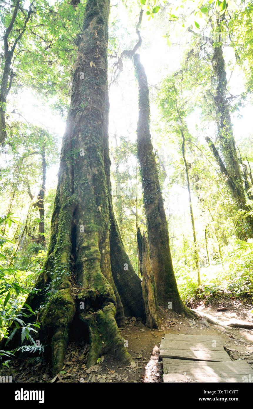 Blurred image of tall big tree in jungle, evergreen forest environment ...