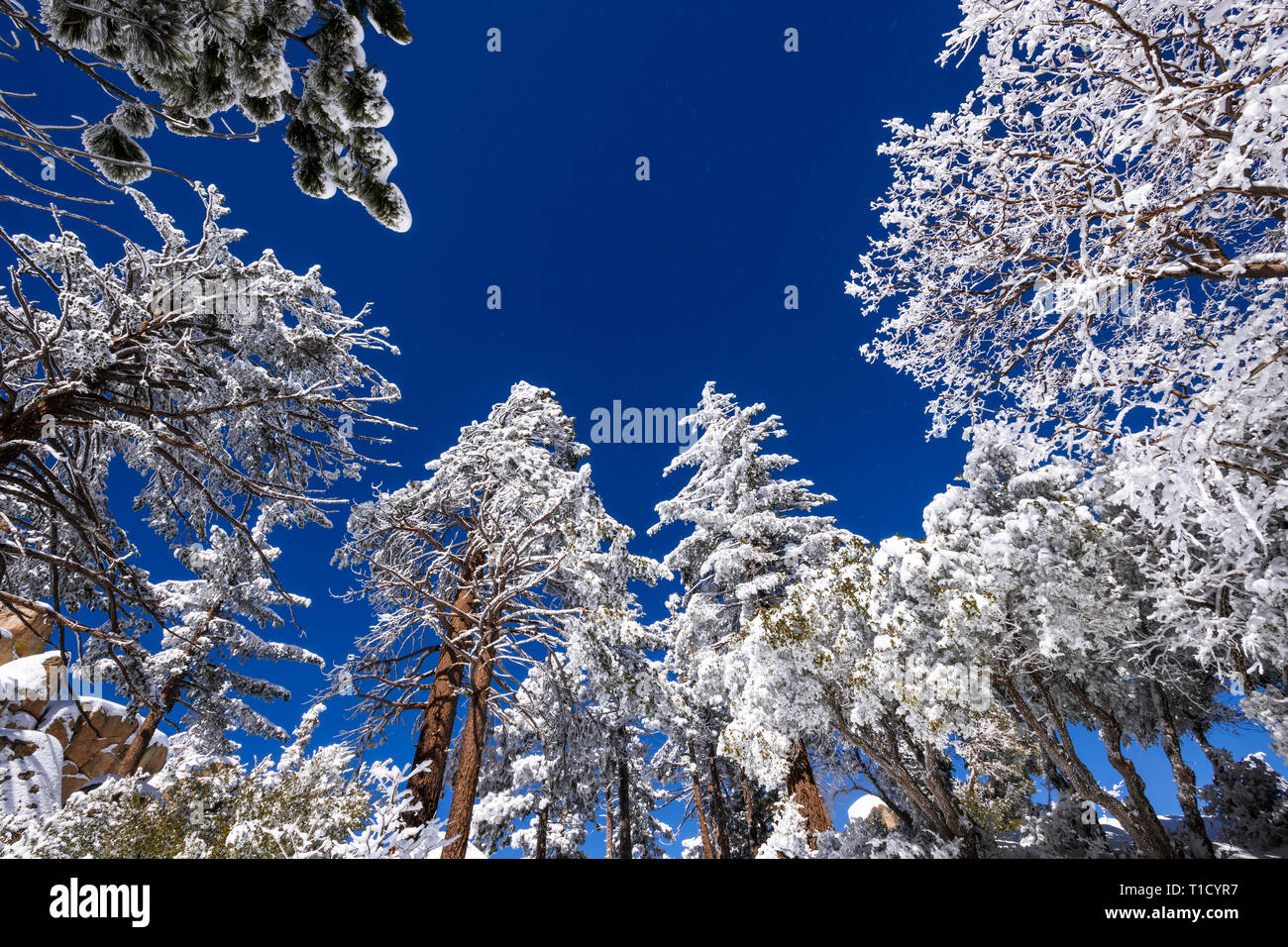 Snow dusted pines in the San Bernardino Mountains, San Bernardino ...