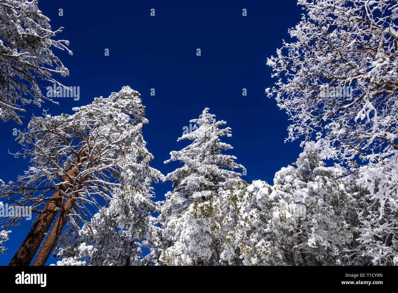 Snow dusted pines in the San Bernardino Mountains, San Bernardino ...