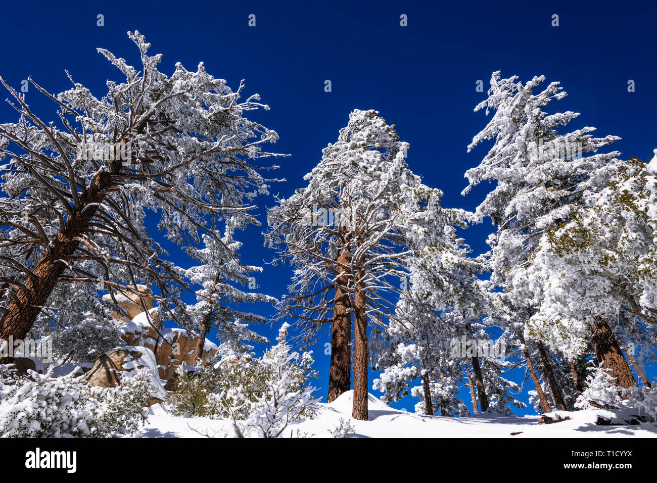 Snow dusted pines in the San Bernardino Mountains, San Bernardino ...