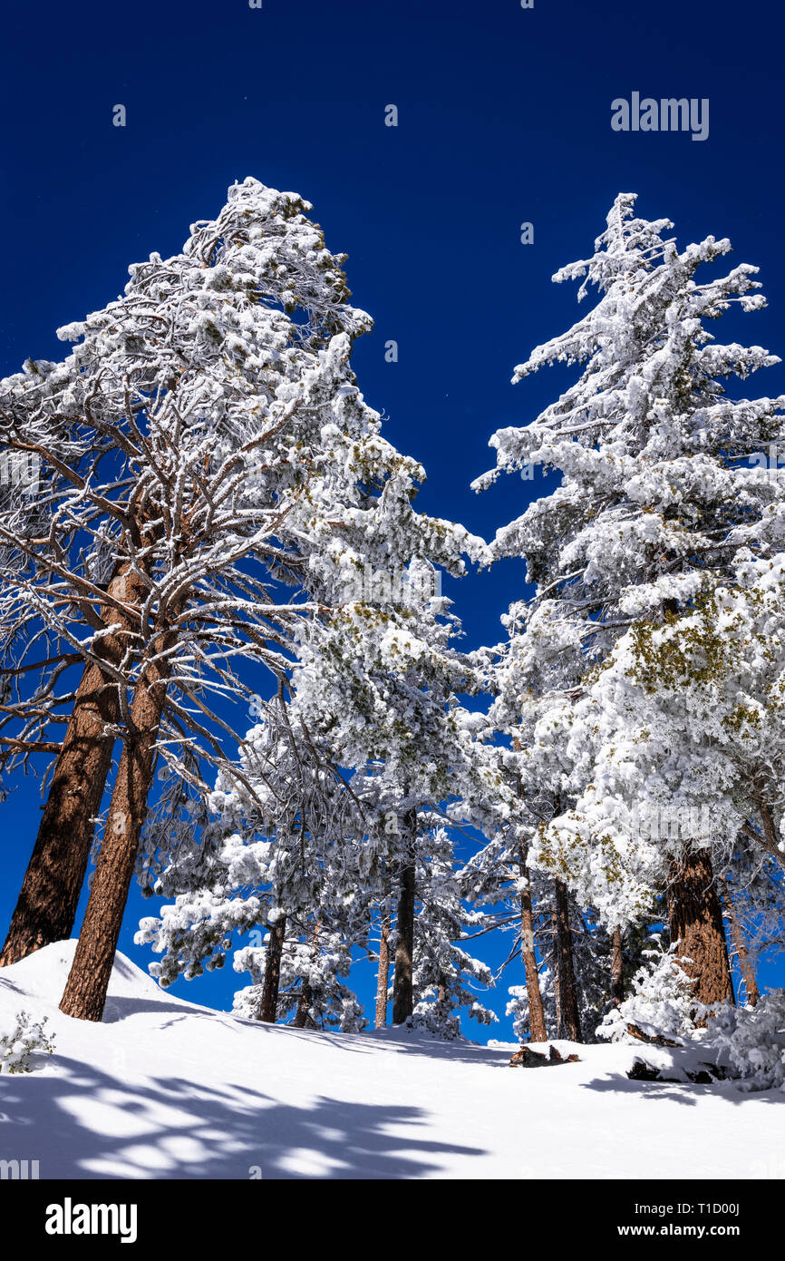 Snow dusted pines in the San Bernardino Mountains, San Bernardino ...
