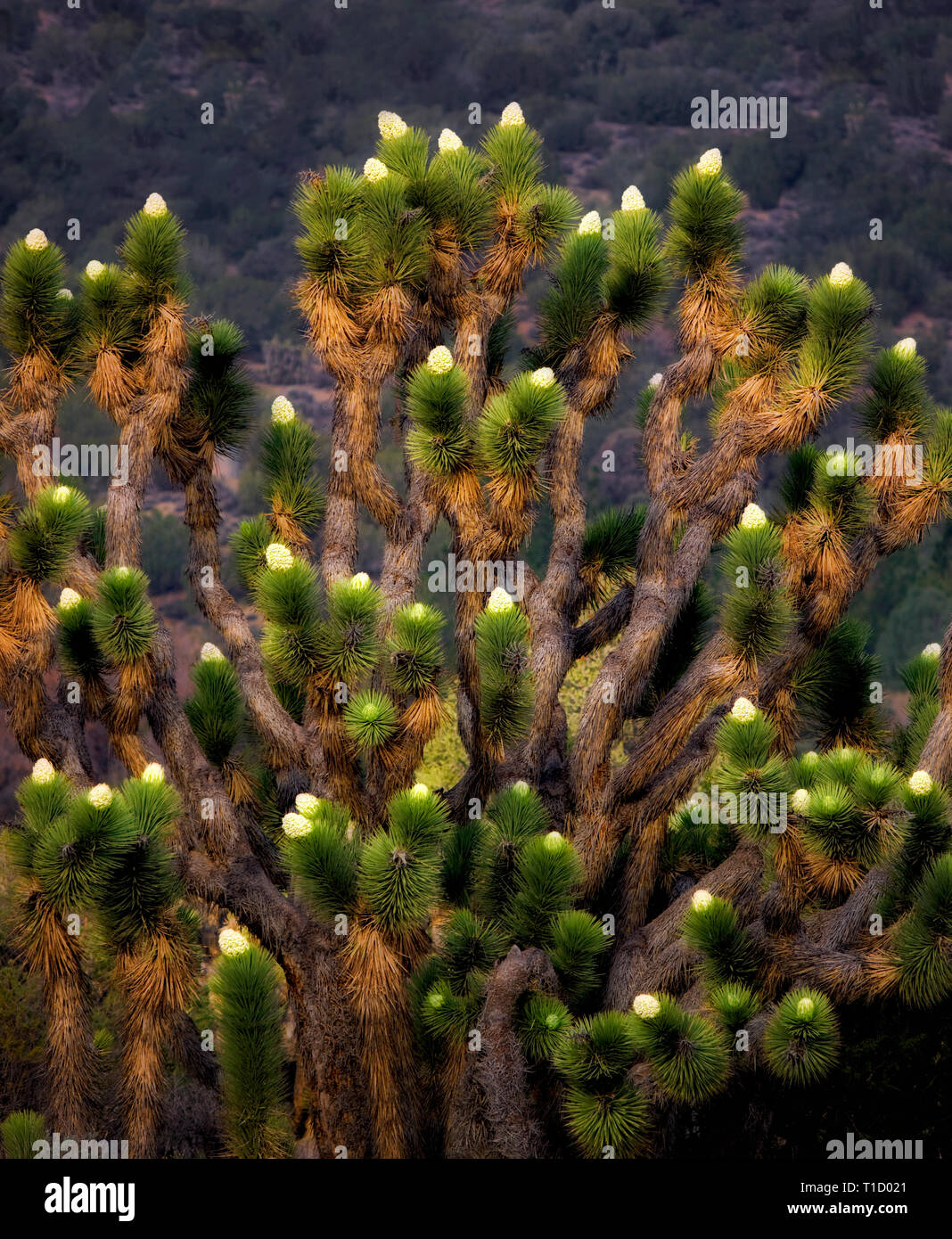 Pass california hi-res stock photography and images - Alamy