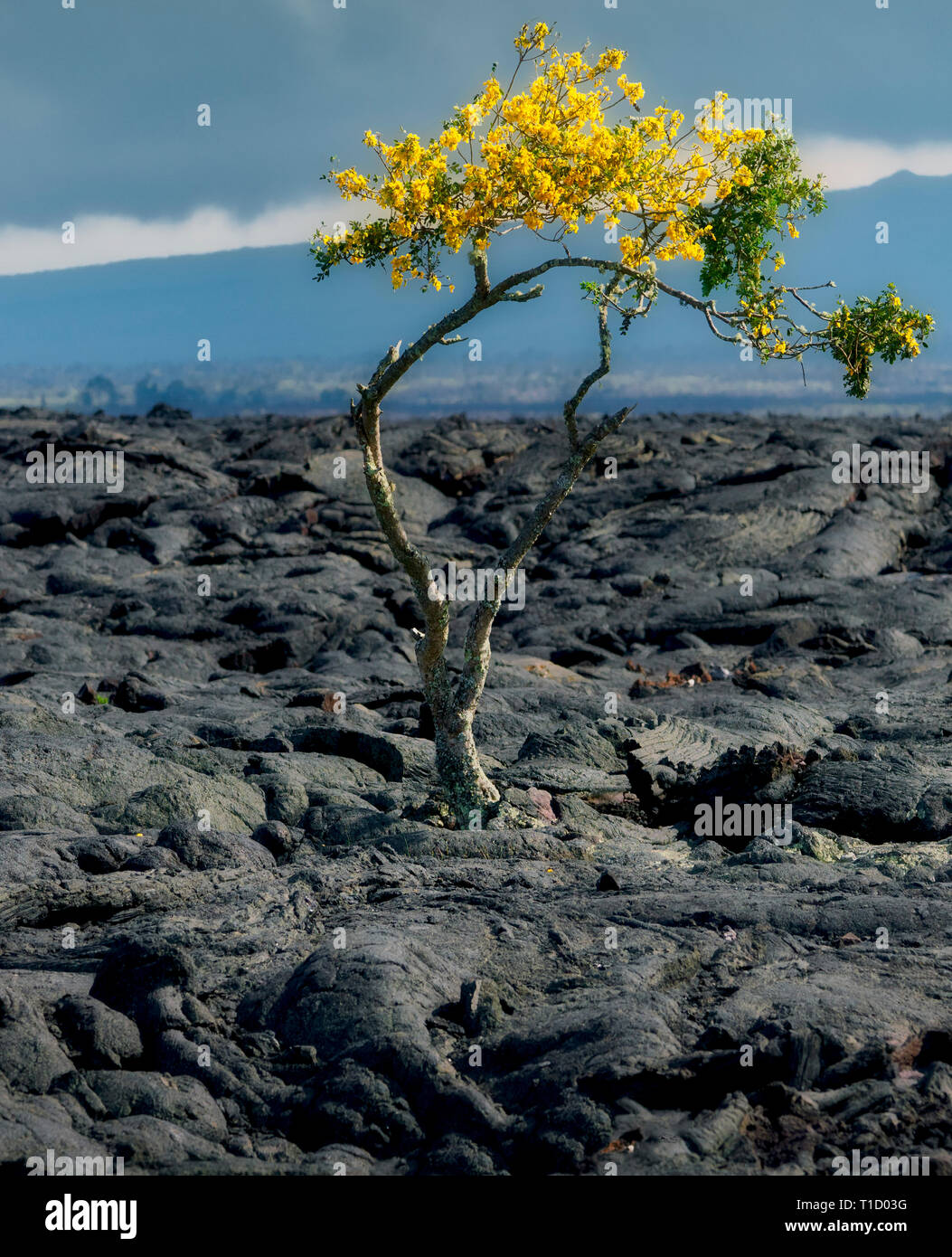 Tree in lava hi-res stock photography and images - Alamy