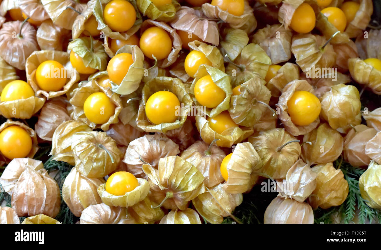 Golden berry or cape gooseberry pile, fruits pattern background ...