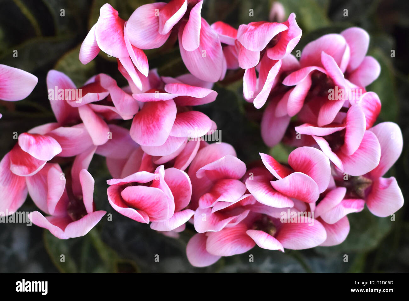Perennial flowe hi-res stock photography and images - Alamy