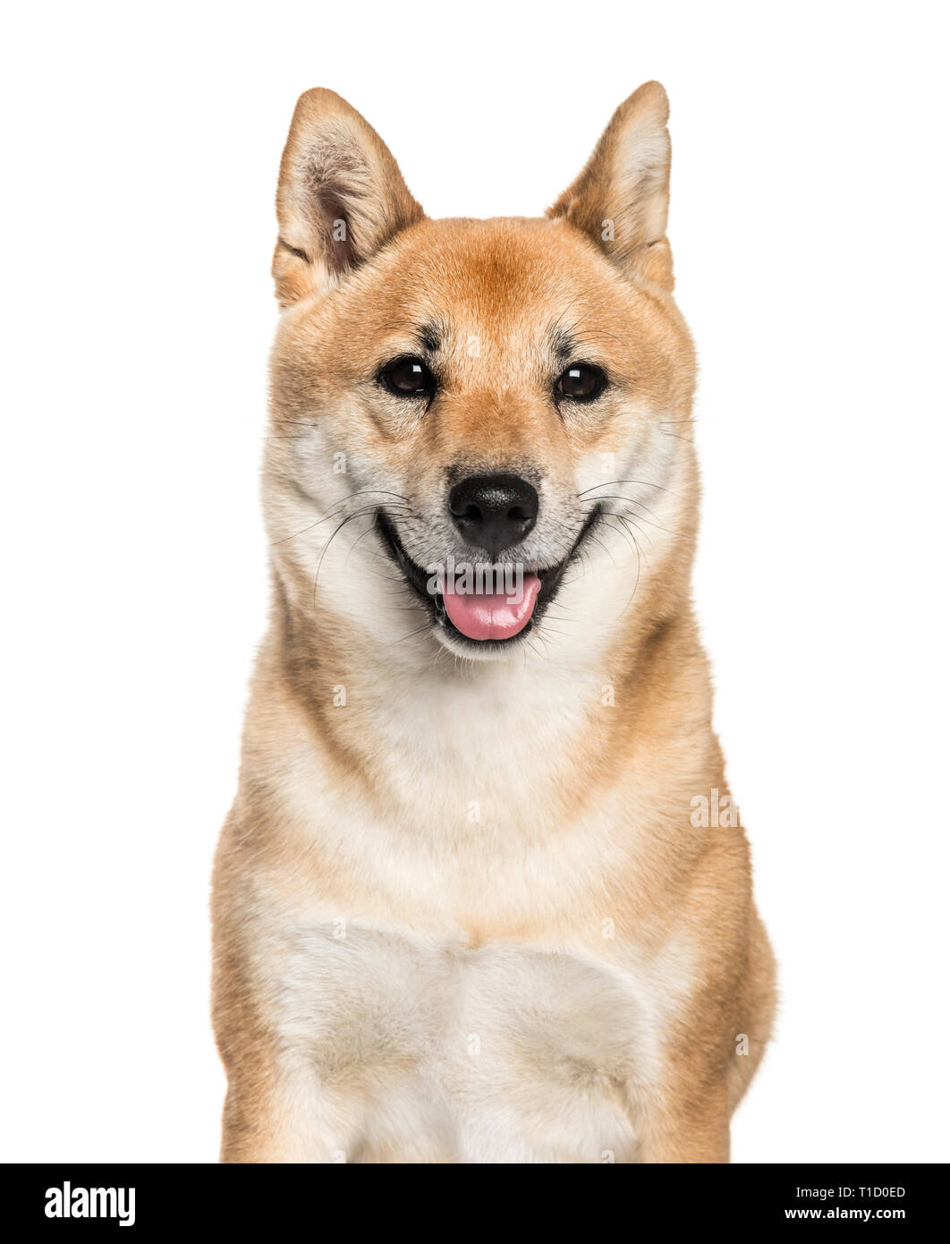 Shiba Inu, 2 years old, in front of white background Stock Photo - Alamy