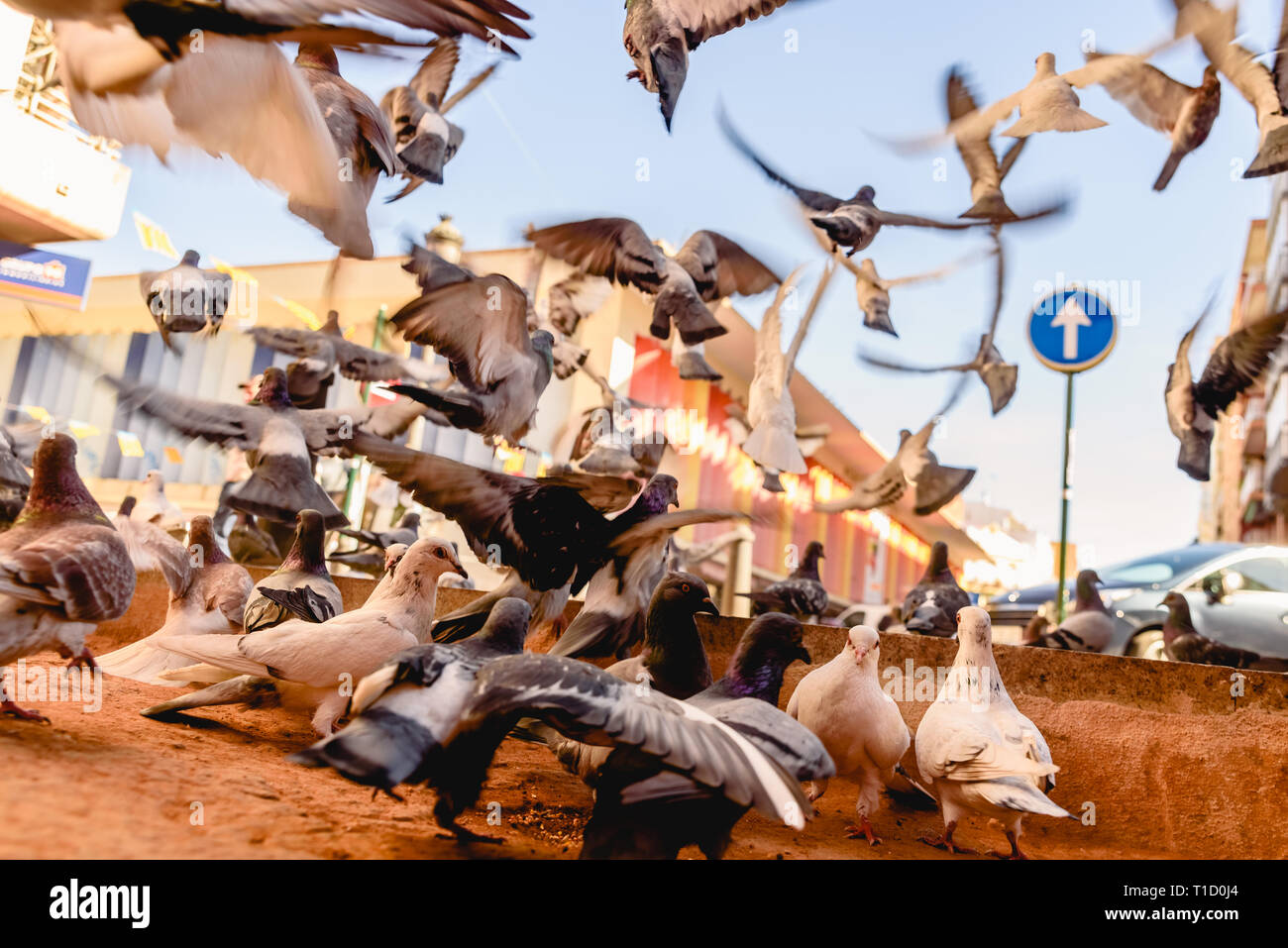 Scared pigeons hi-res stock photography and images - Alamy
