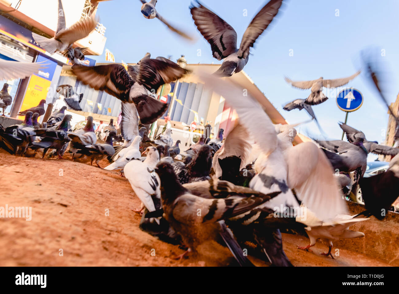 Frightened pigeon hi-res stock photography and images - Alamy