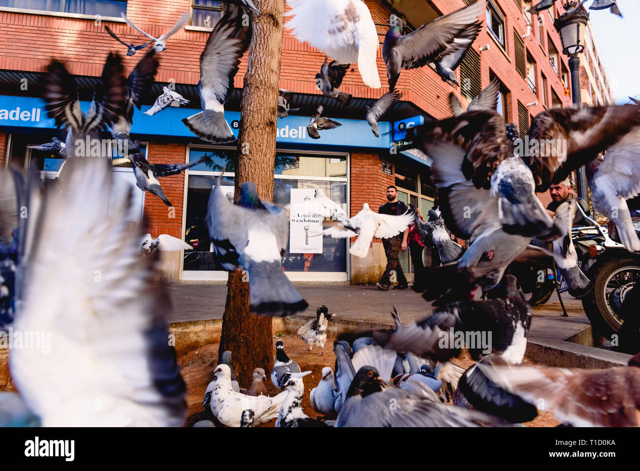 Frightened pigeon hi-res stock photography and images - Alamy