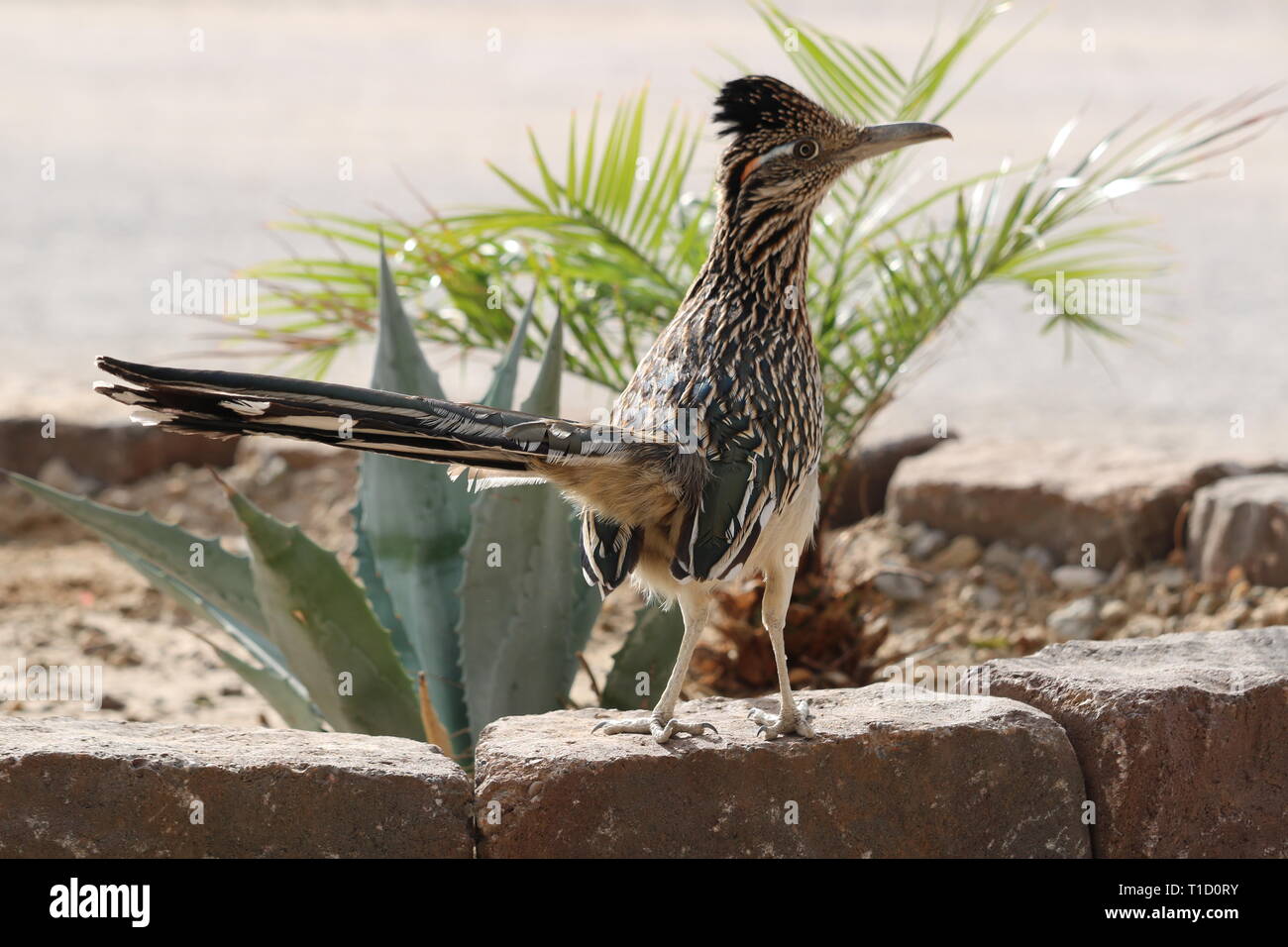 Roadrunner With Crest Up High Resolution Stock Photography and Images ...