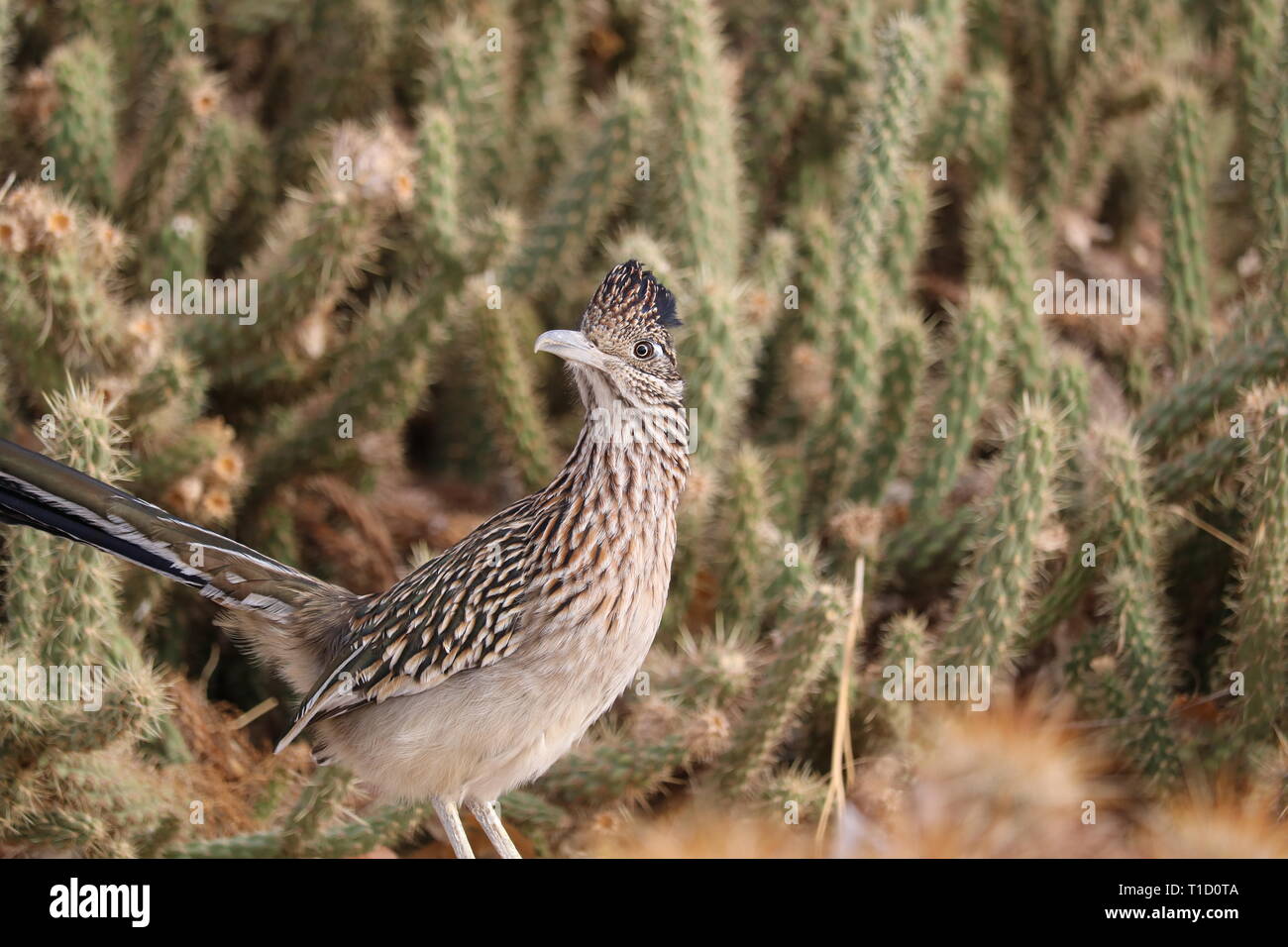 Roadrunner bird with blurred cactus background Stock Photo - Alamy