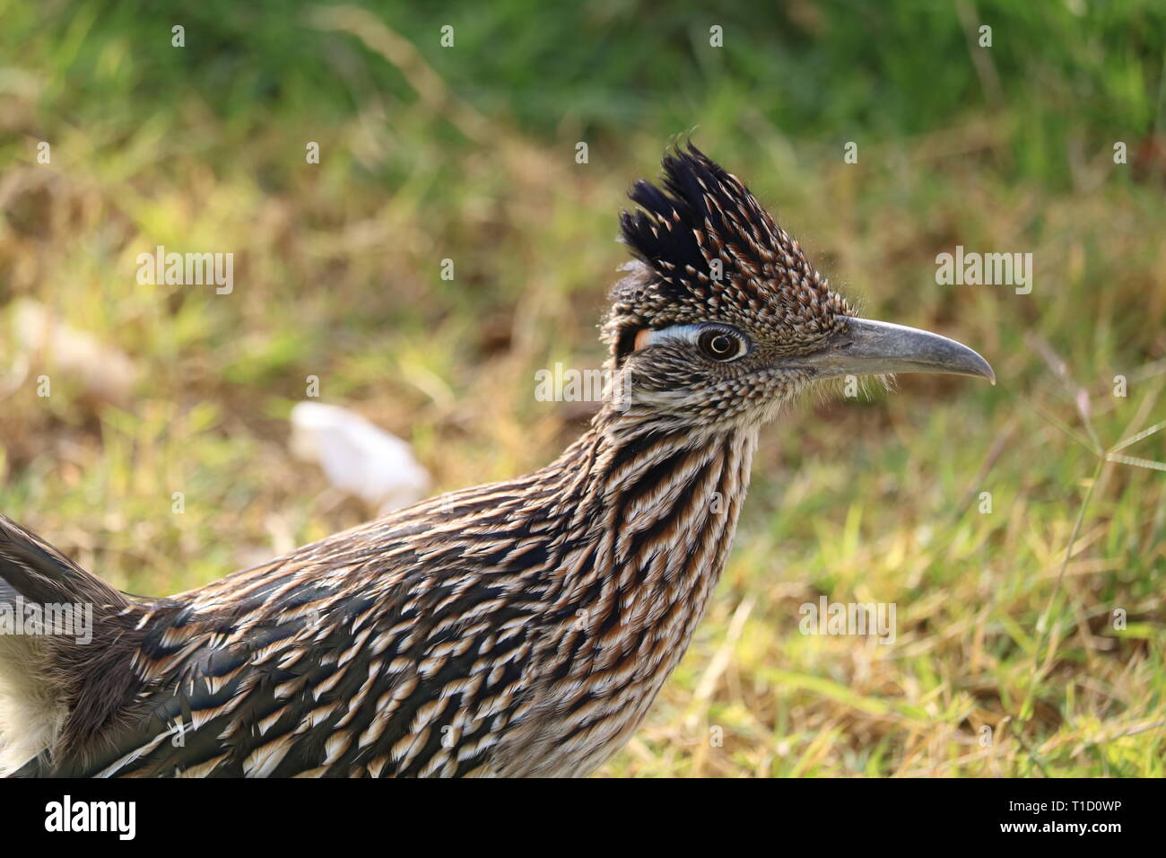 Roadrunner With Crest Up High Resolution Stock Photography and Images ...