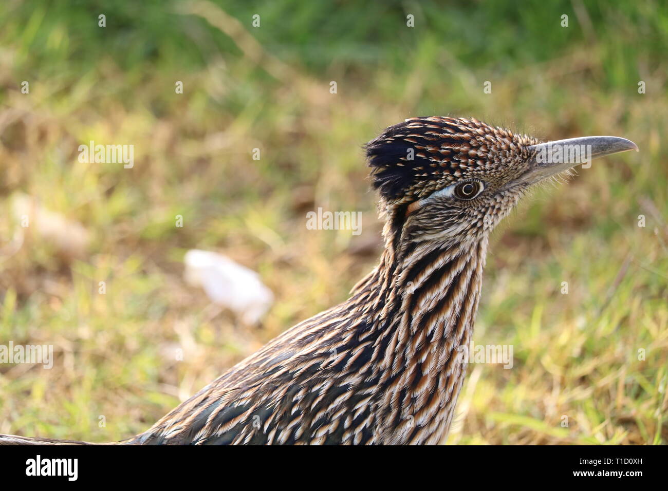 Roadrunner bird close-up profile head shot Stock Photo - Alamy