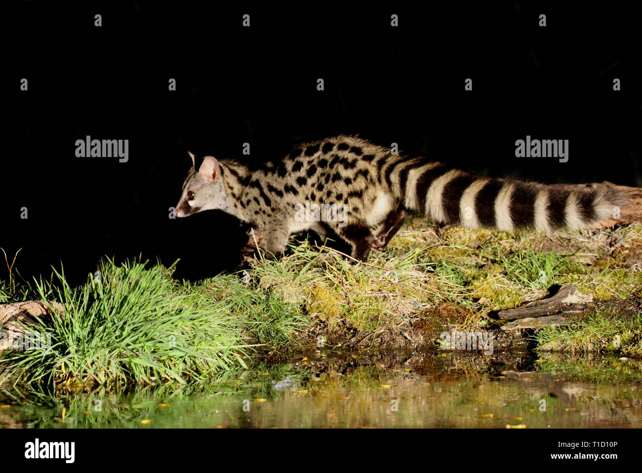 Viverridae hi-res stock photography and images - Alamy