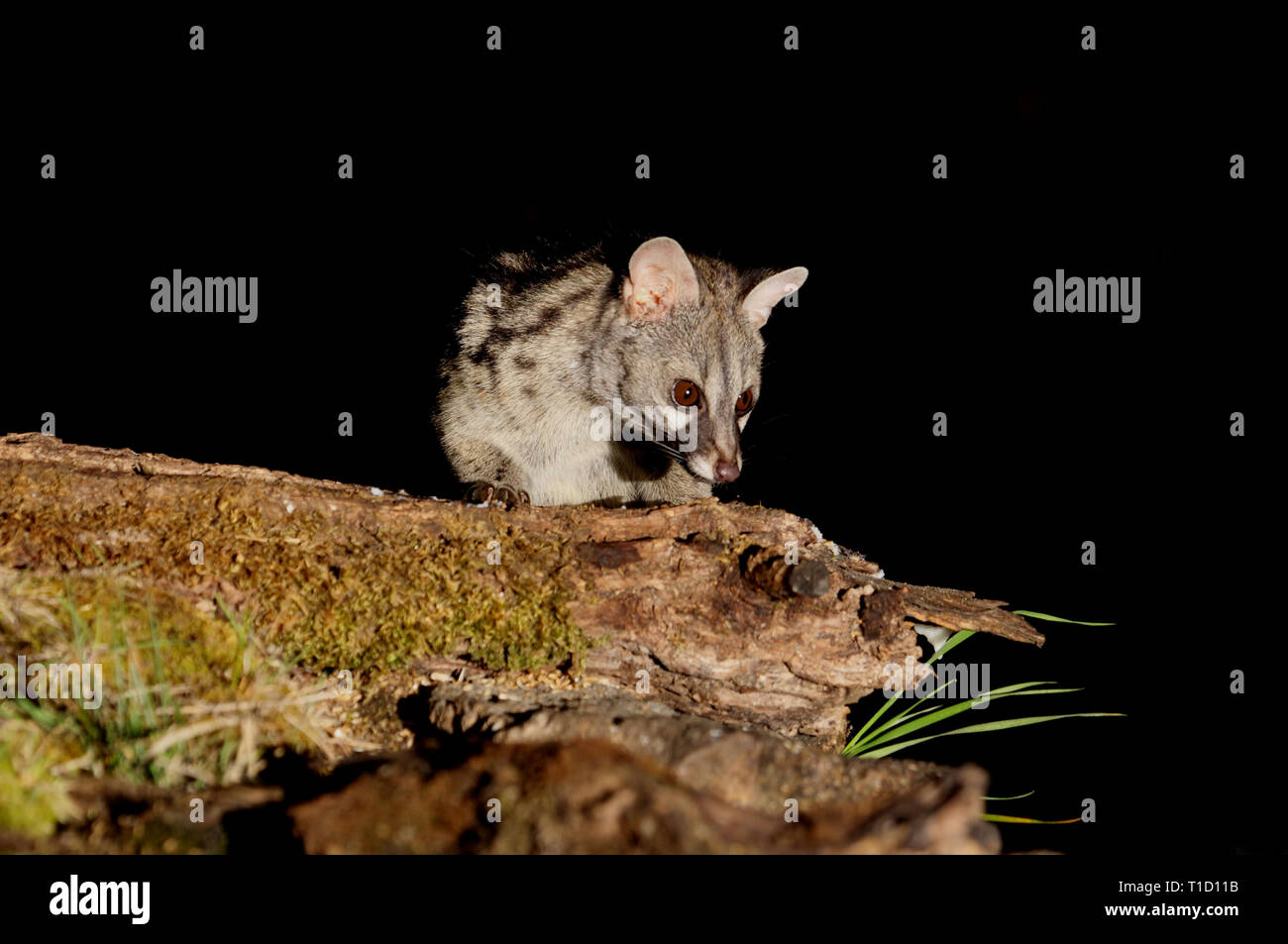 Genetta biology hi-res stock photography and images - Alamy