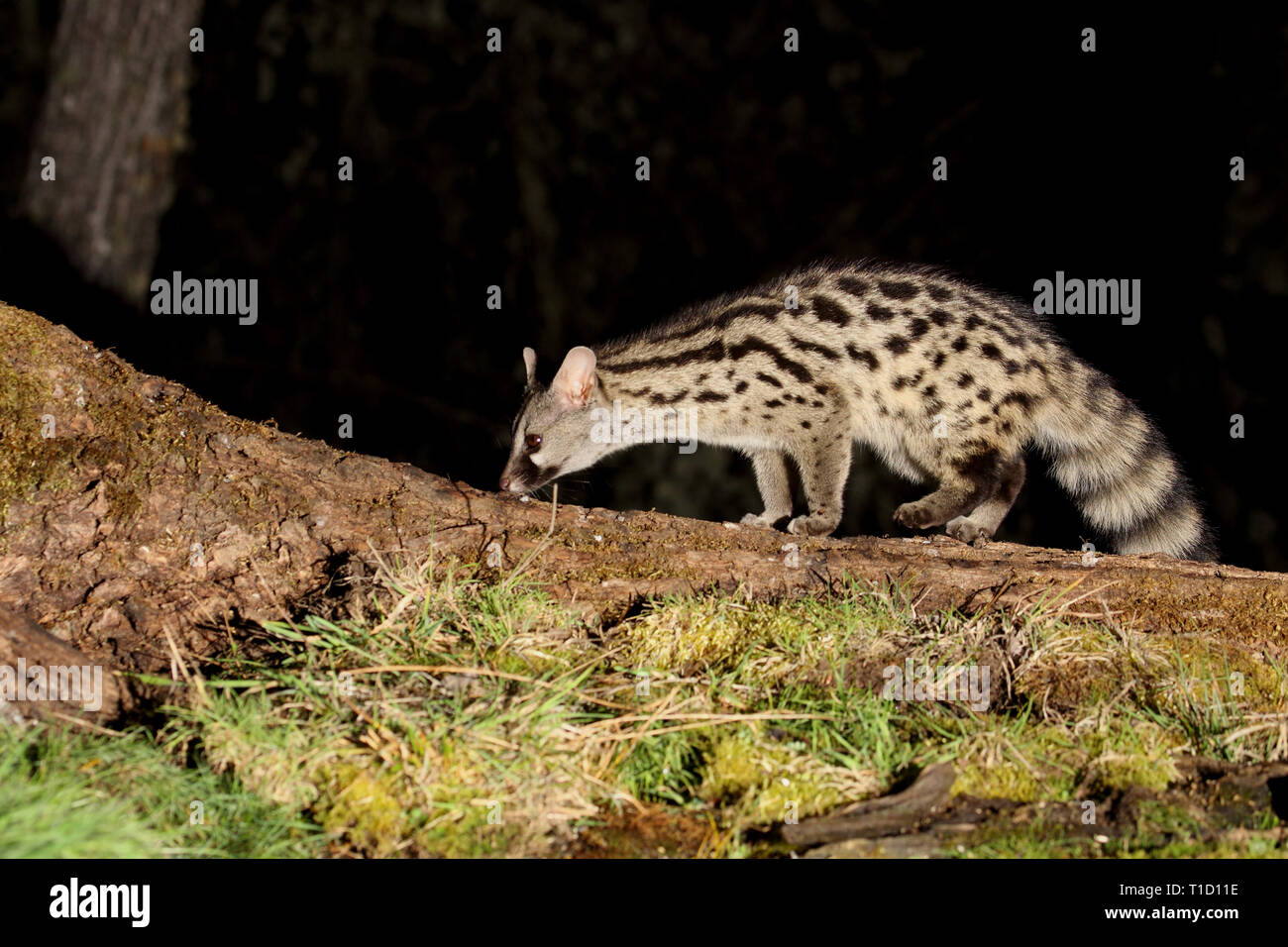 Genetta biology hi-res stock photography and images - Alamy