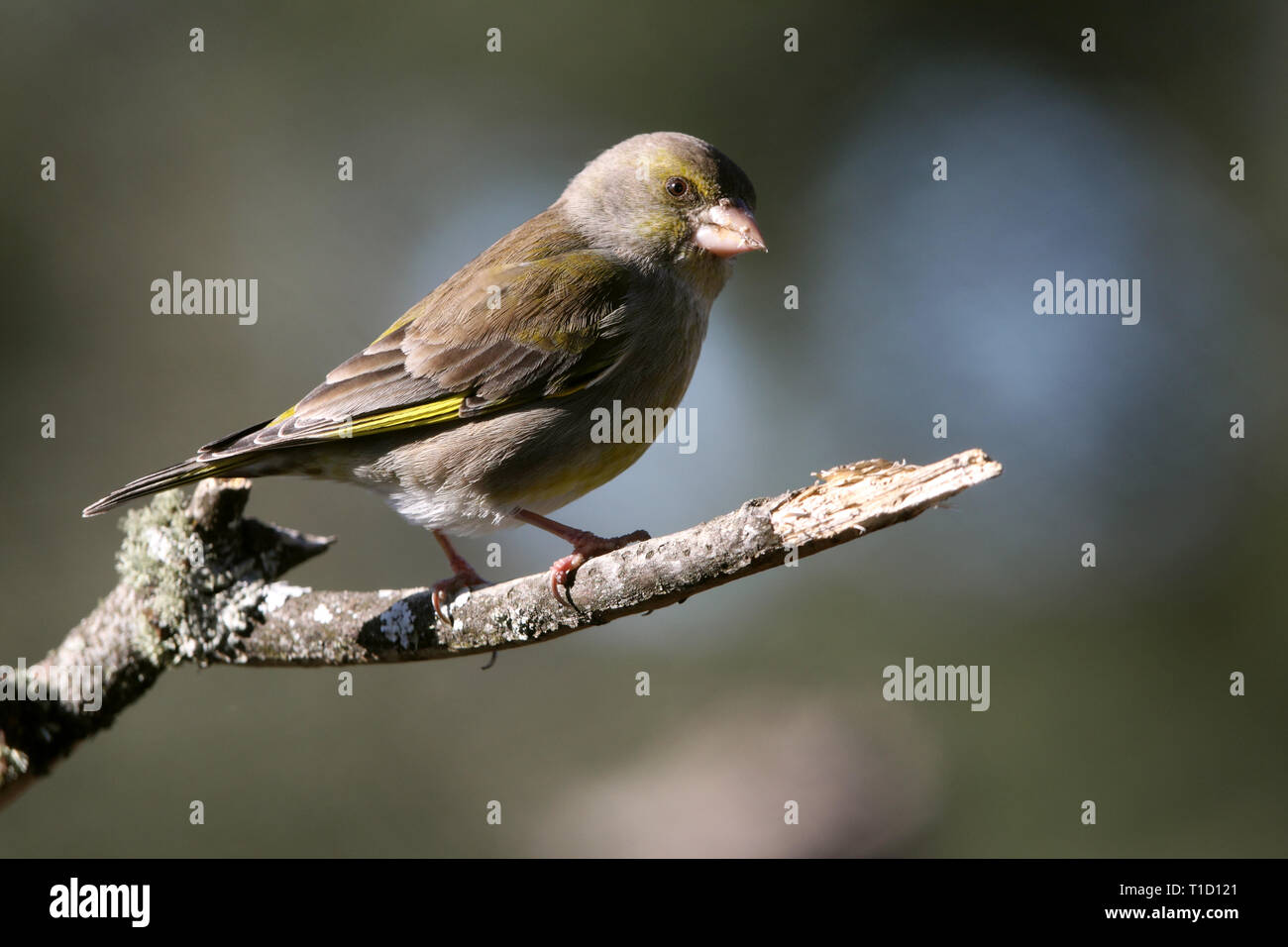 Chloris spinus hi-res stock photography and images - Alamy
