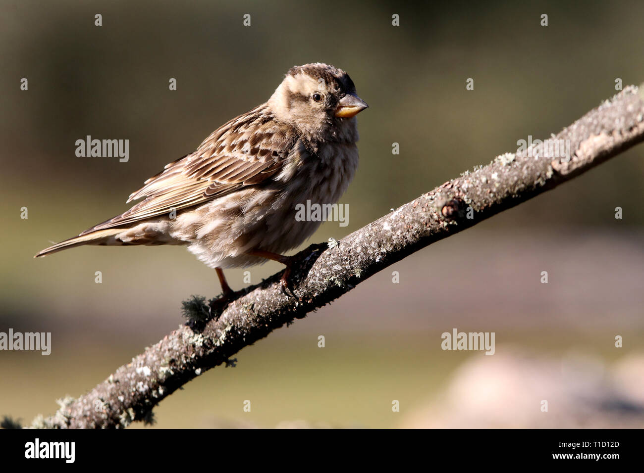 Petronia hi-res stock photography and images - Alamy