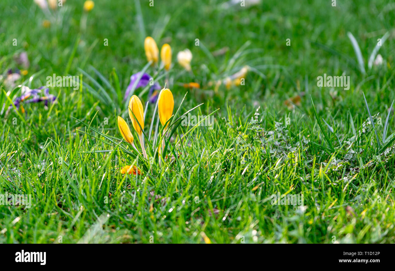 Wild Crocus Flowers High Resolution Stock Photography and Images - Alamy