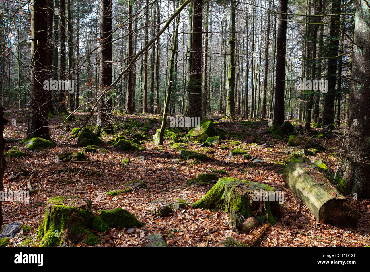 Schwarzwald, Black Forest, Germany Stock Photo - Alamy