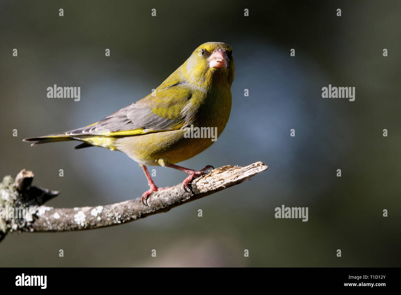 Chloris spinus hi-res stock photography and images - Alamy