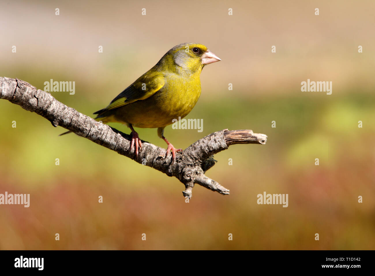 Chloris spinus hi-res stock photography and images - Alamy
